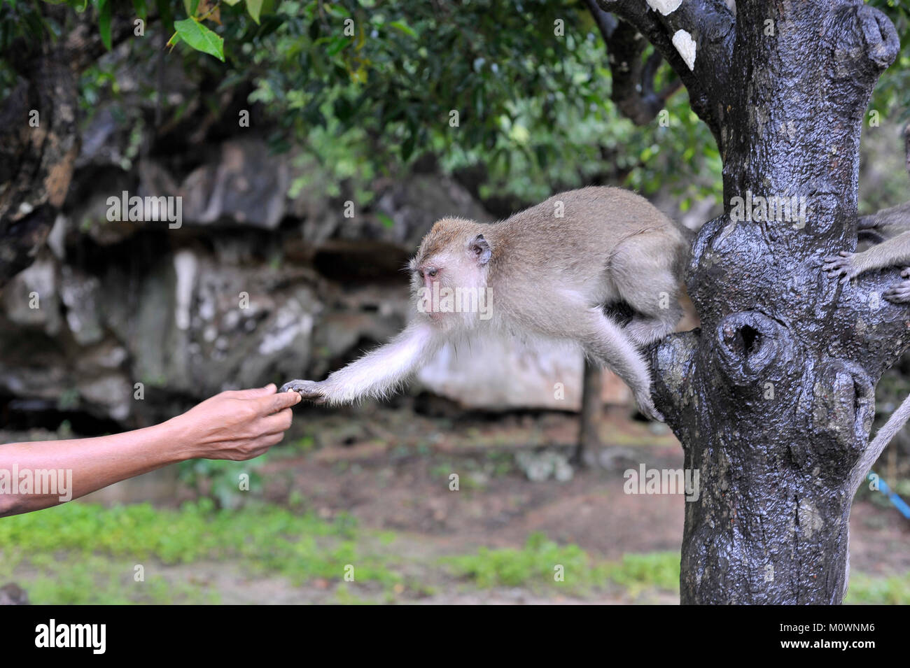 Man feeding monkey Stock Photo - Alamy