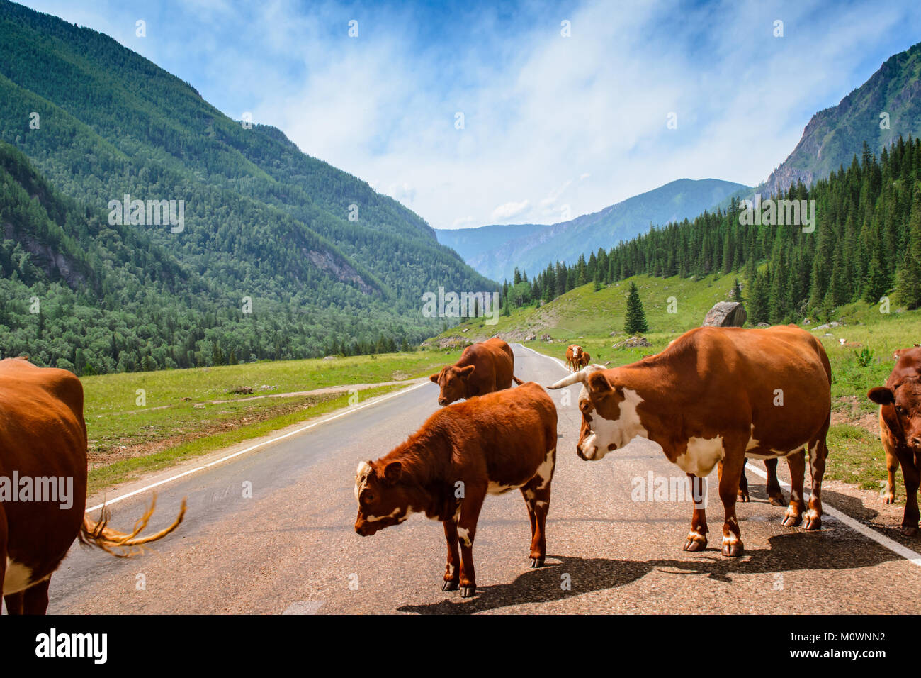 Red cows on asphalt road among Altai mountains Stock Photo - Alamy