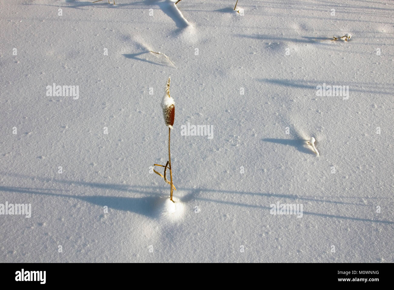 Typha latifolia seed head, Finland Stock Photo - Alamy