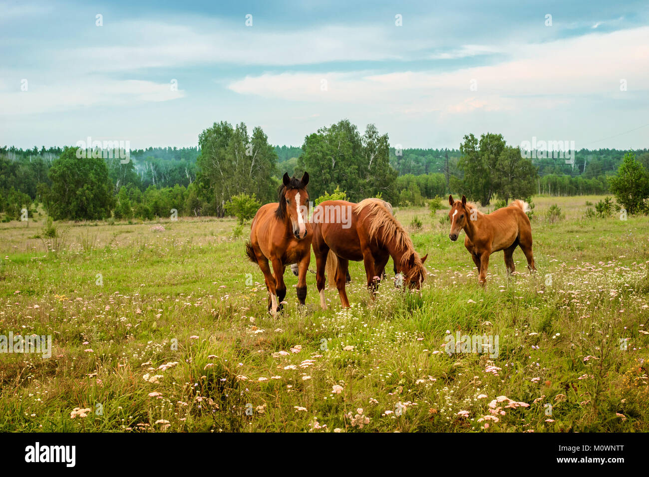 Three red horses graze on flowering meadow Stock Photo - Alamy
