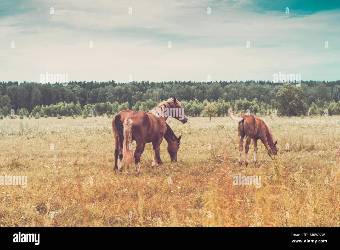 Three red horses graze on flowering meadow. Retro toning Stock Photo ...