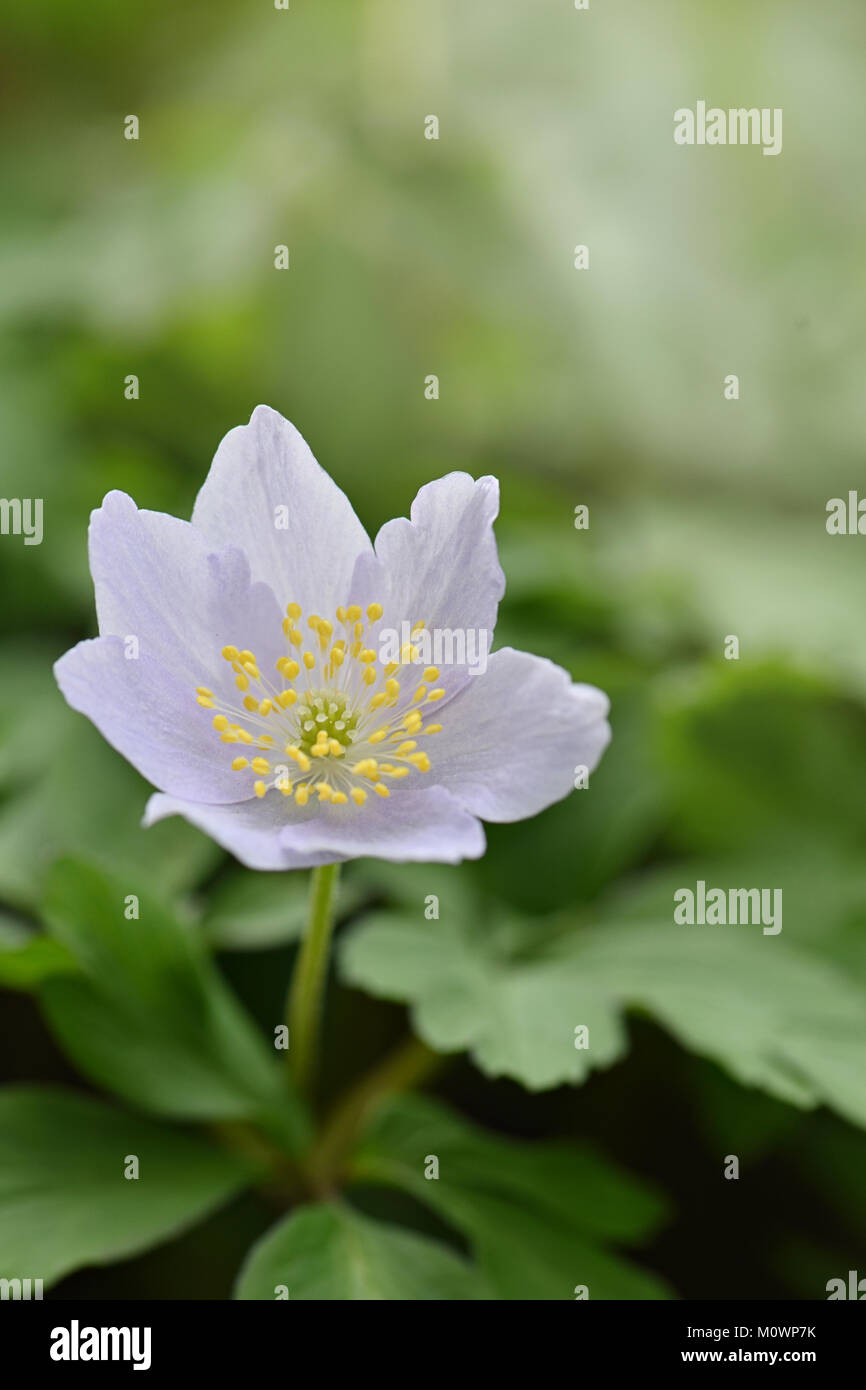 Close-up image of the spring flowering wood Anemone flower also known ...