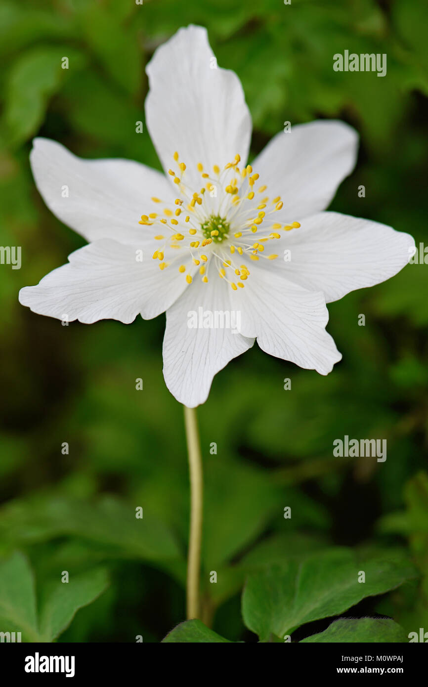 Close-up image of the spring flowering wood Anemone flower also known ...