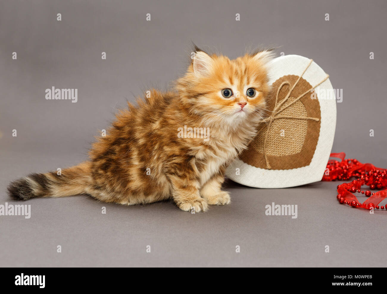 Box shape animal hi-res stock photography and images - Alamy