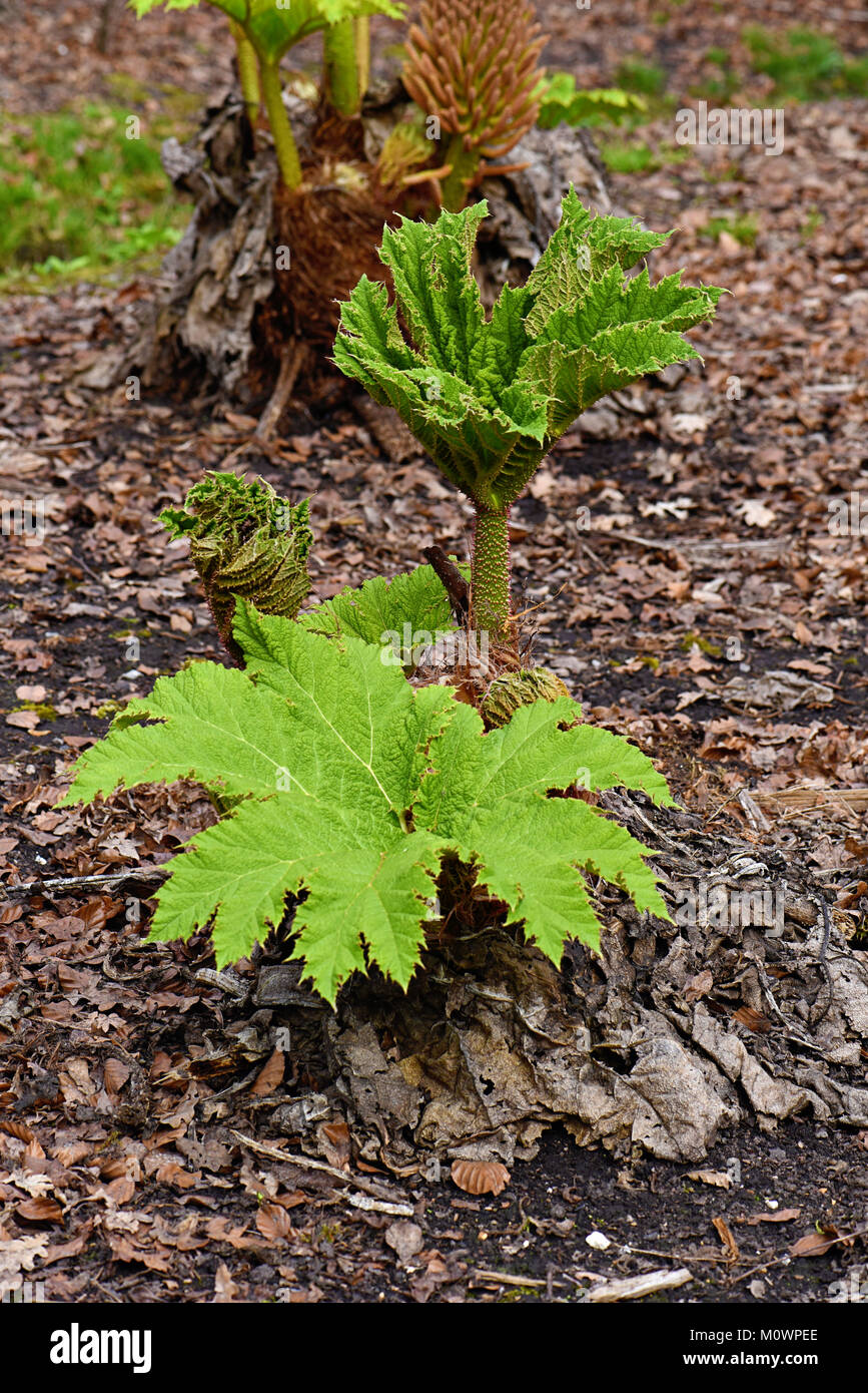 Gunnera plant hi-res stock photography and images - Alamy