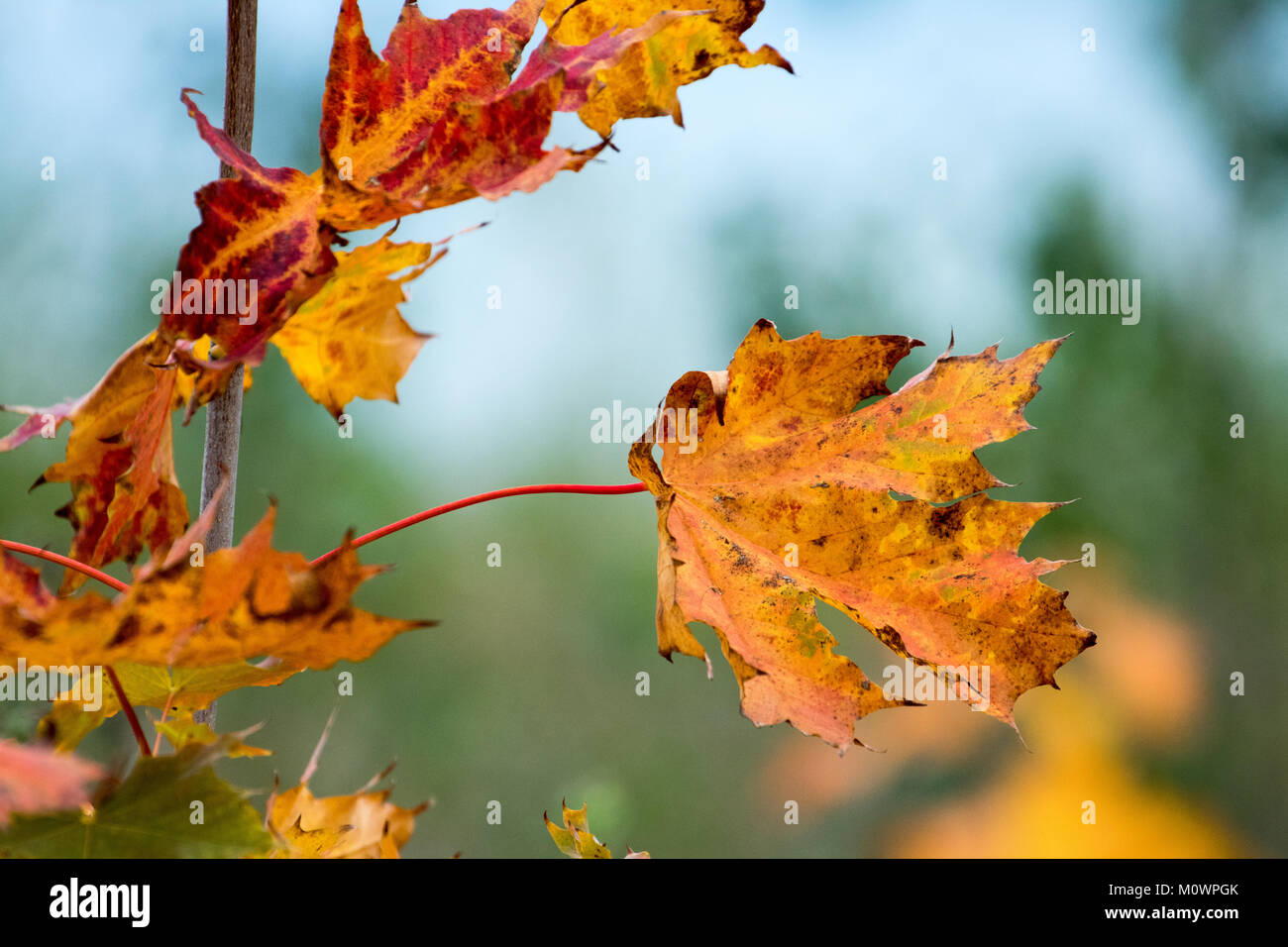 Leaves rustling uk hi-res stock photography and images - Alamy