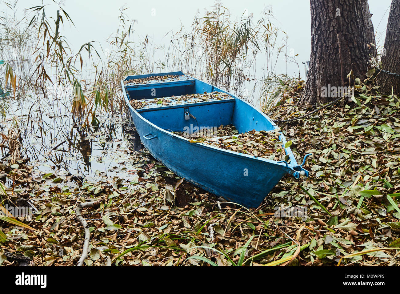 Flooded boat in reeds at the lake shore Stock Photo - Alamy