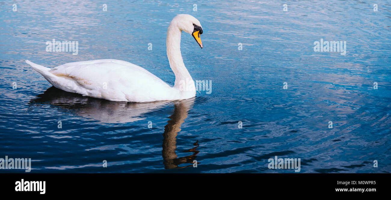 Brilliant White Swan Stock Photo - Alamy