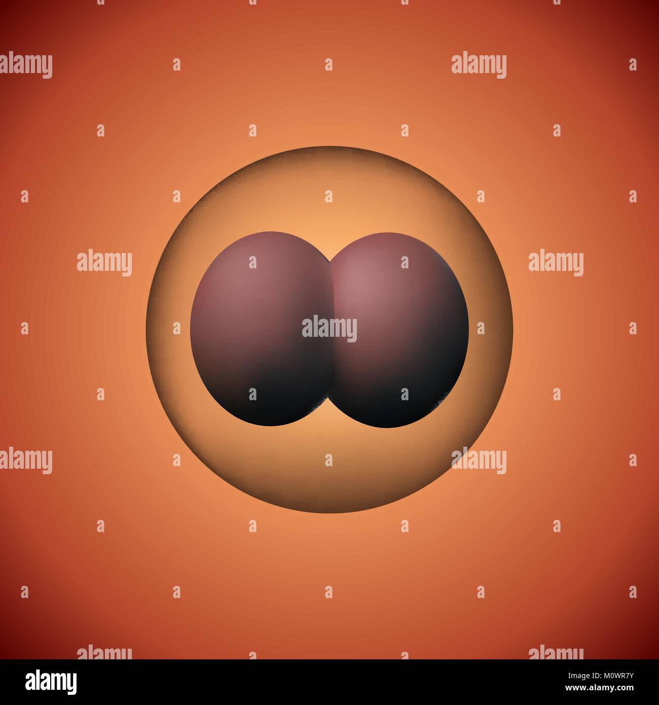 Zygote human hi-res stock photography and images - Alamy