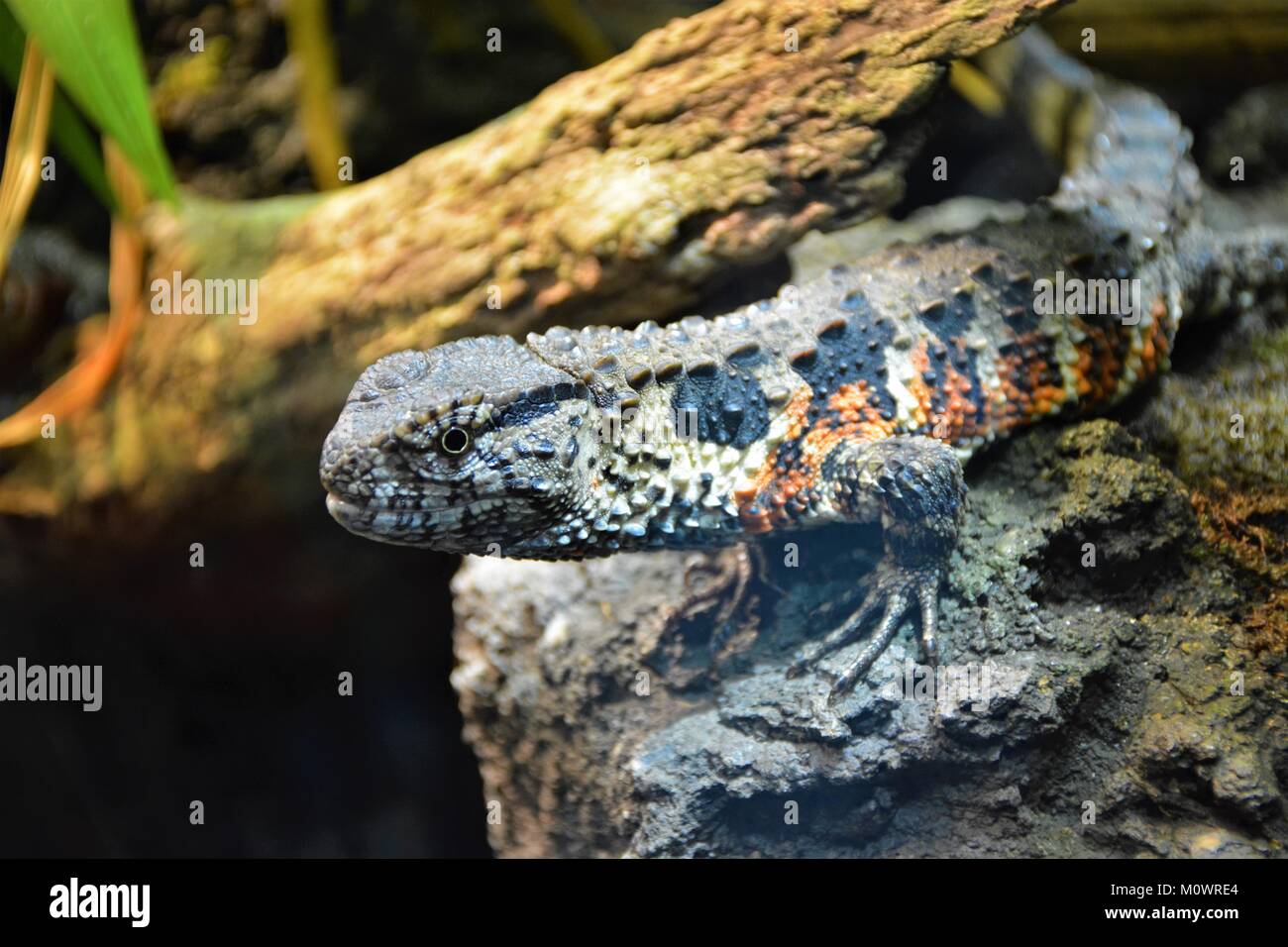 Beautiful lizard hi-res stock photography and images - Alamy