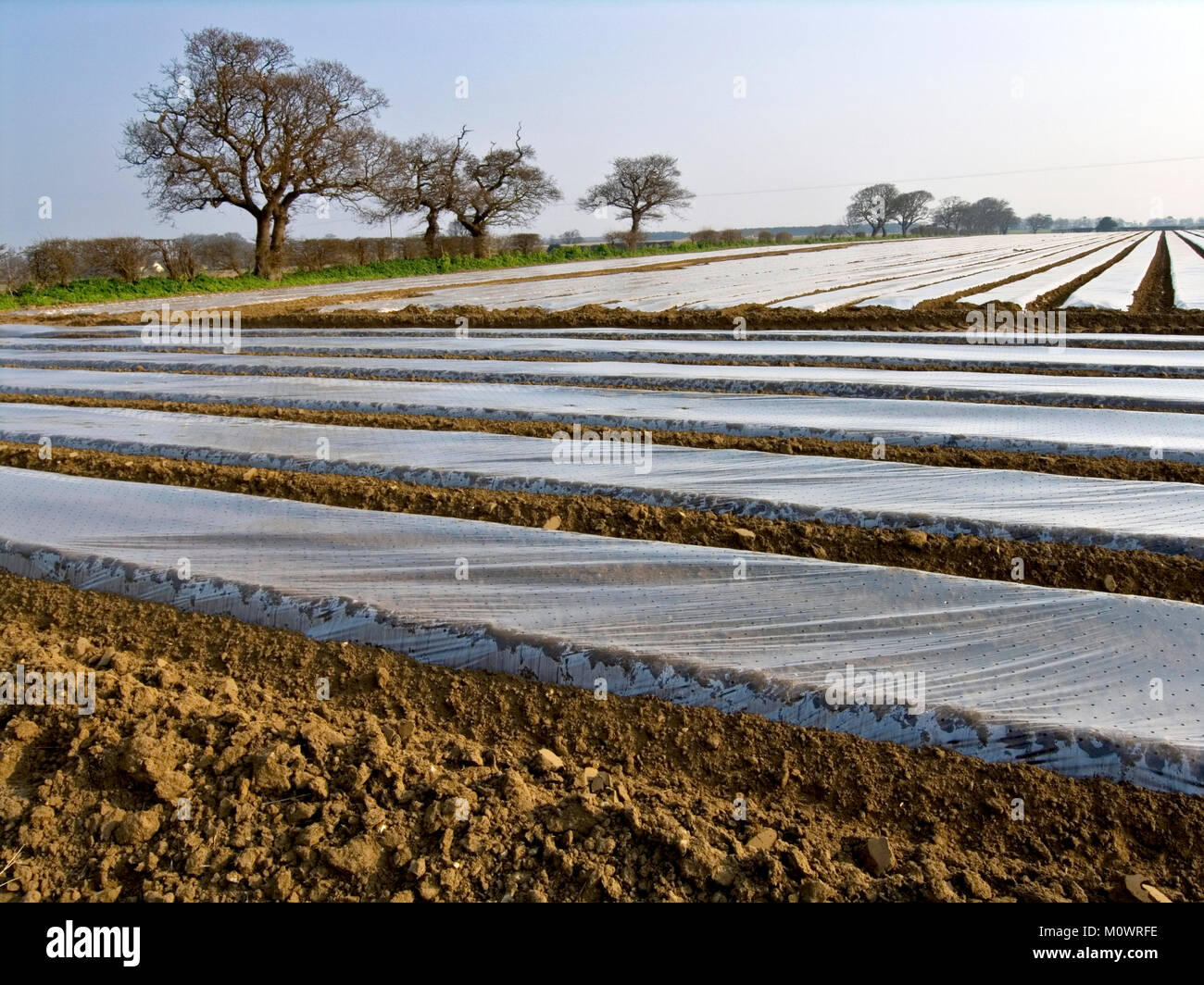 Raised field agriculture hi-res stock photography and images - Alamy