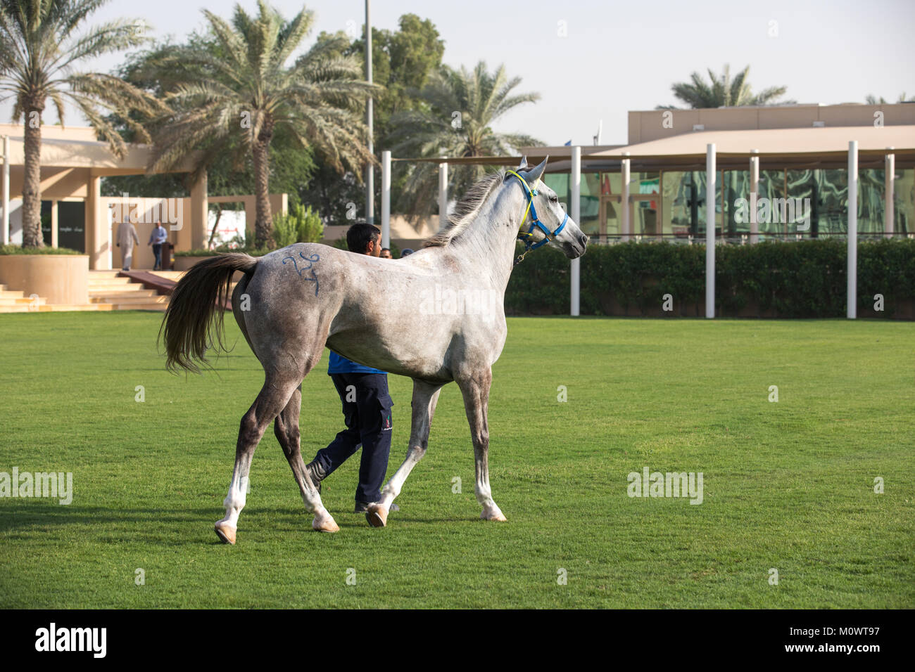 Dubai, UAE - Sep 30, 2017: Beautiful Arab horse getting ready for an ...