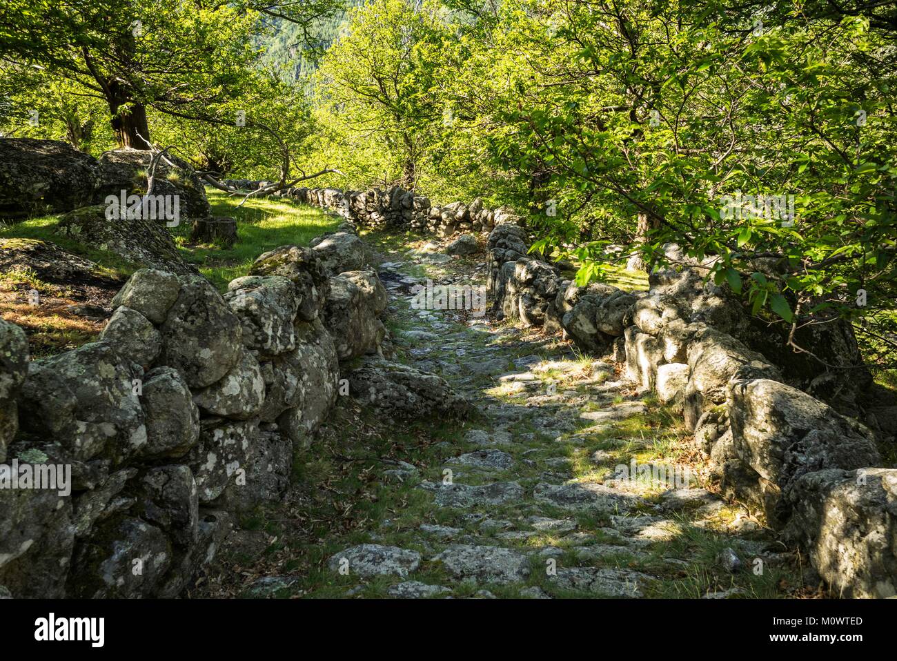 France,Ardeche,Valgorge,chesnut grove at Chalas hamlet Stock Photo - Alamy