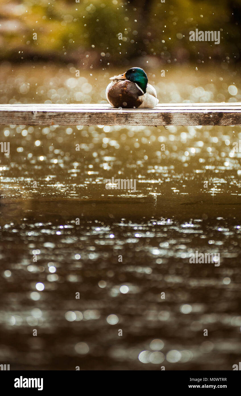 Duck in rain hi-res stock photography and images - Alamy