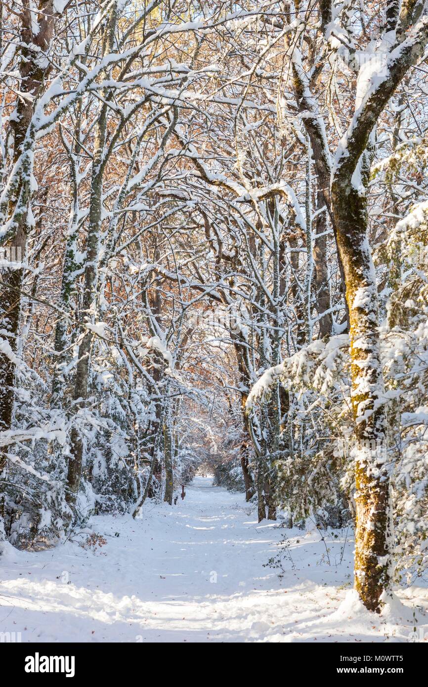 France,Var,Green Provence,Massif of Sainte Baume,national forest of La ...