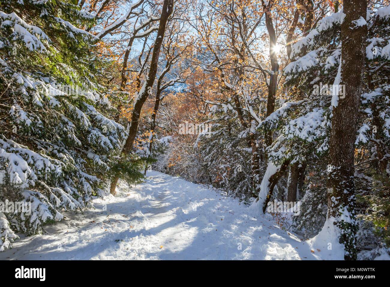 France,Var,Green Provence,Massif of Sainte Baume,national forest of La ...