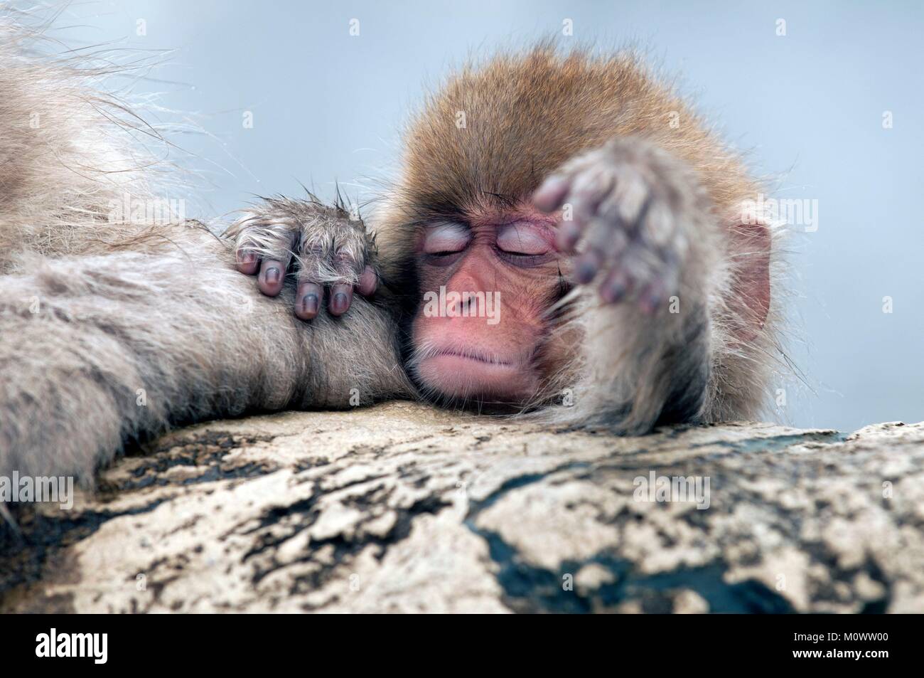 Japan, Japanese macaque or snow japanese monkey (Macaca fuscata) baby ...