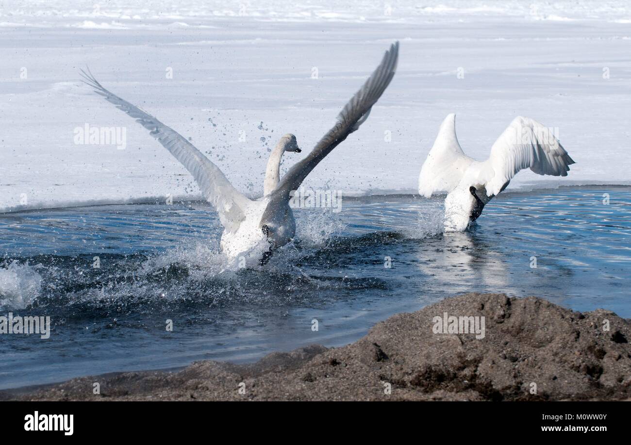 Japan, Whooper swan (Cygnus cygnus) fight Stock Photo - Alamy