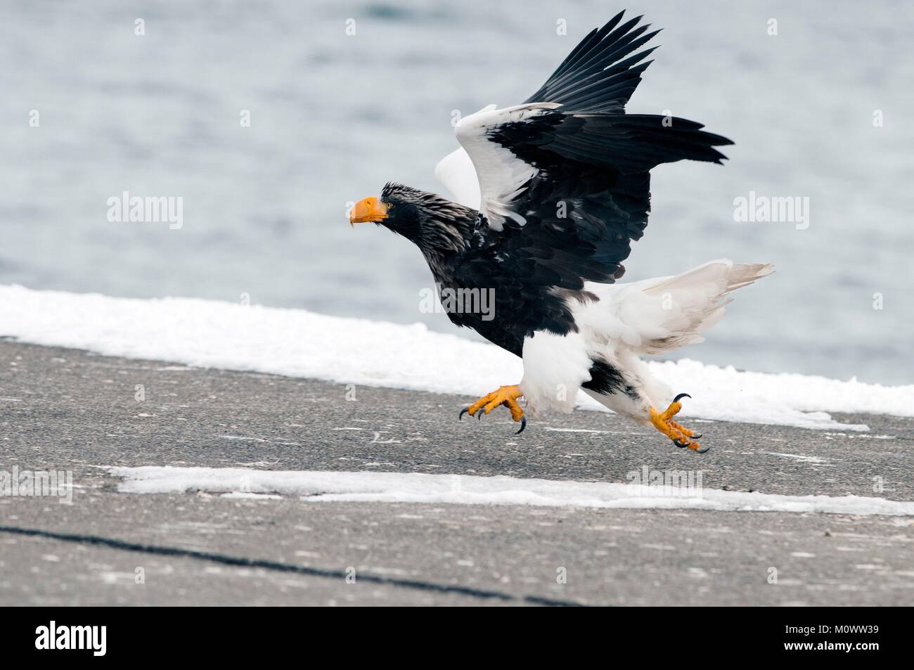 Eagle is running hi-res stock photography and images - Alamy