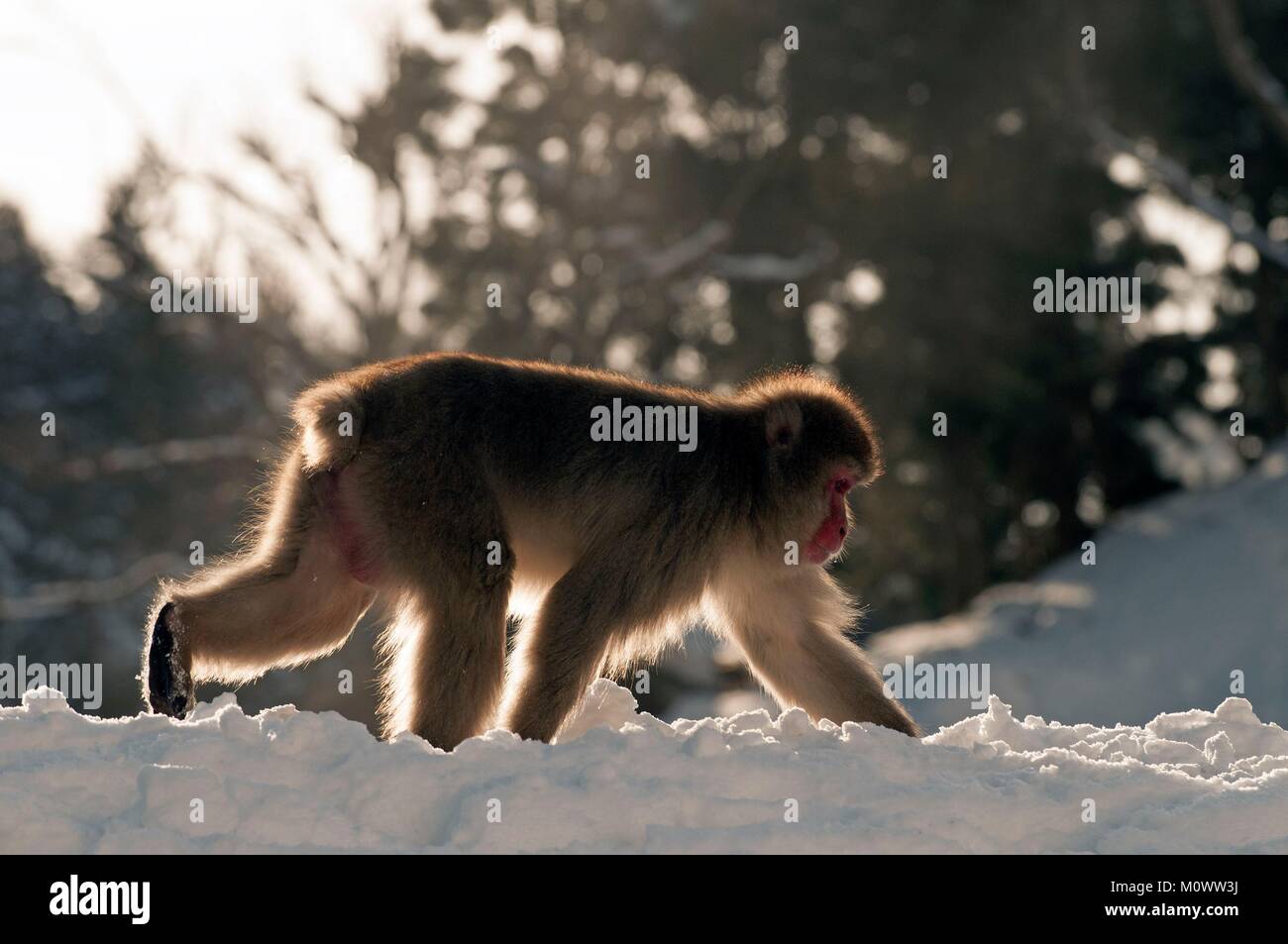 Japan, walking in the snow (Macaca fuscata), Japanese macaque or snow ...