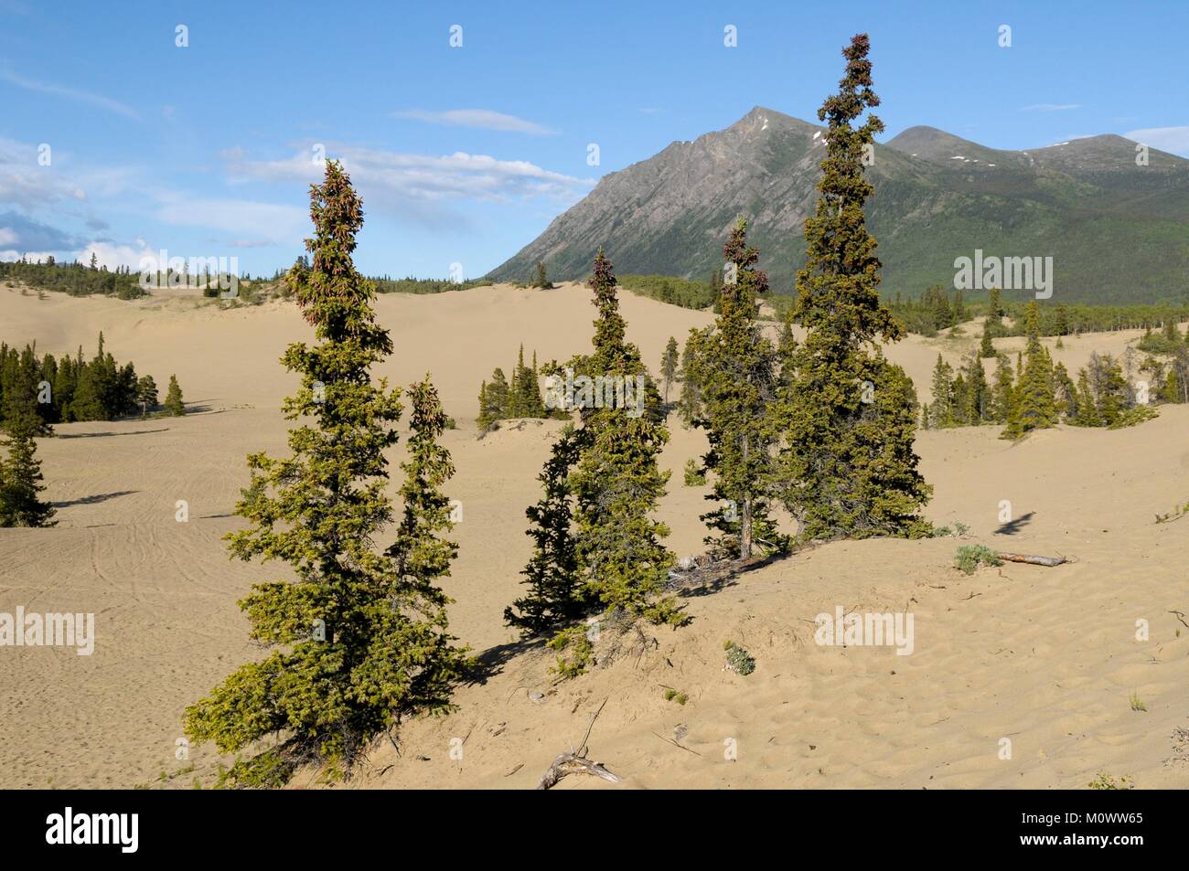 Canada,Yukon Territory,Carcross,Carcross Desert Stock Photo - Alamy