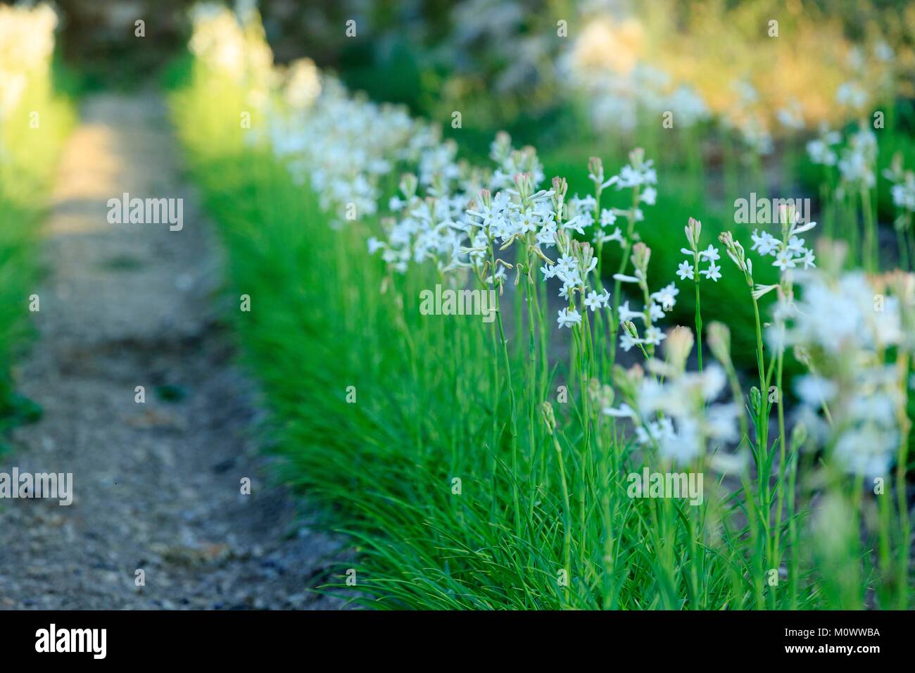 Landscape france grasse flower hi-res stock photography and images - Alamy