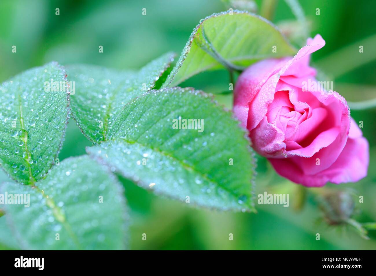 France,Alpes Maritimes,Grasse,Rosessences,May rose (centifolia Stock ...