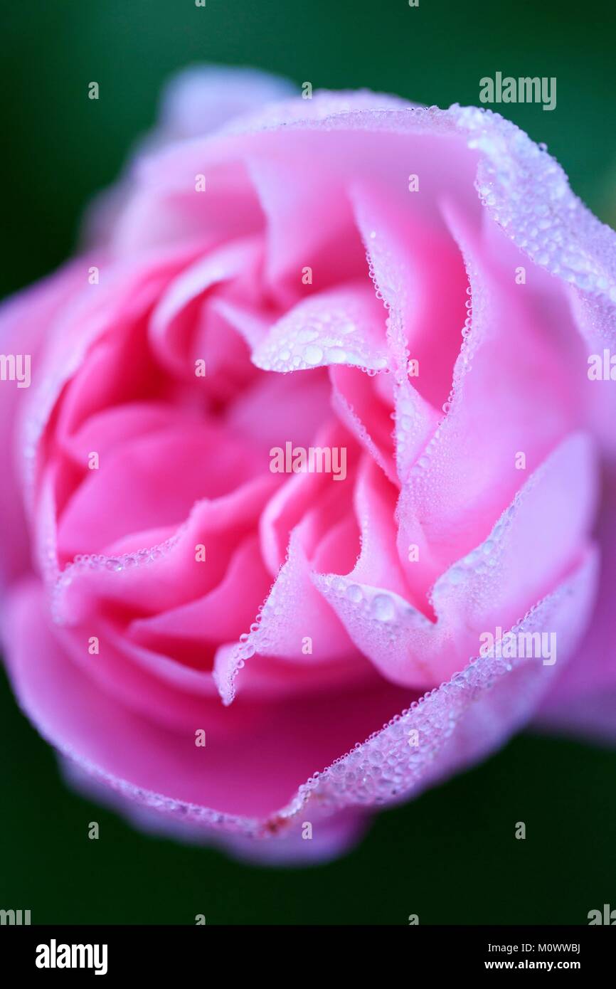 France,Alpes Maritimes,Grasse,Rosessences,May rose (centifolia Stock ...