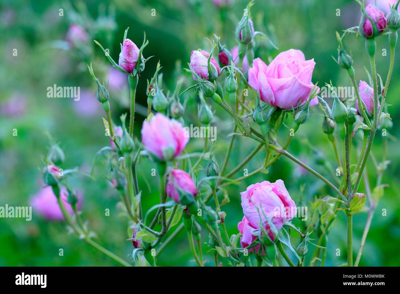 France,Alpes Maritimes,Grasse,Rosessences,May rose (centifolia Stock ...