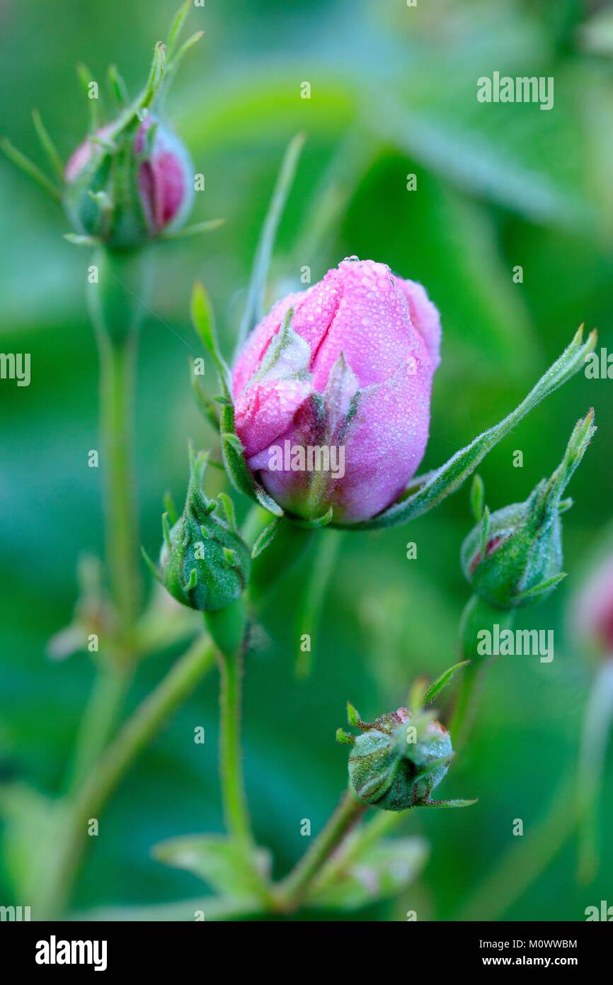 Grasse provence rose hi-res stock photography and images - Alamy