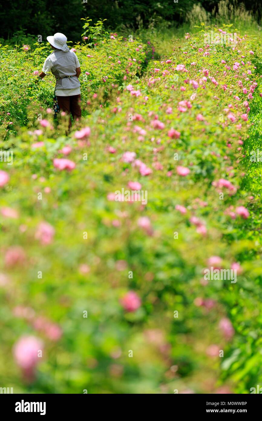 France,Alpes Maritimes,Grasse,Rosessences,picking of the May rose ...