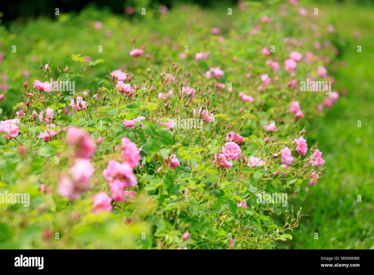 France,Alpes Maritimes,Grasse,Rosessences,May rose (centifolia Stock ...