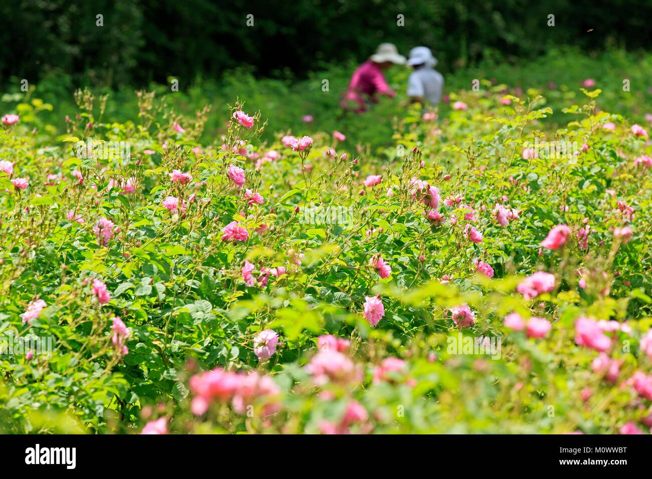 France,Alpes Maritimes,Grasse,Rosessences,picking of the May rose ...