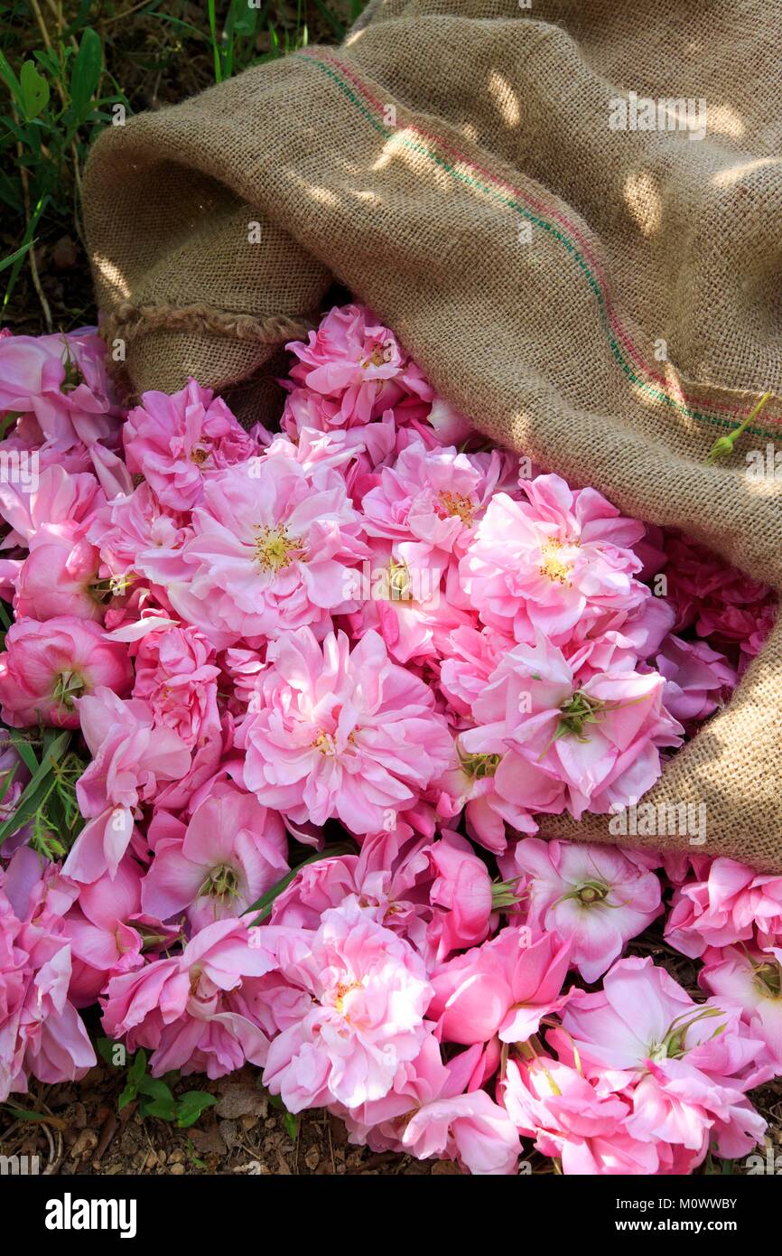 France,Alpes Maritimes,Grasse,Rosessences,picking of the May rose ...