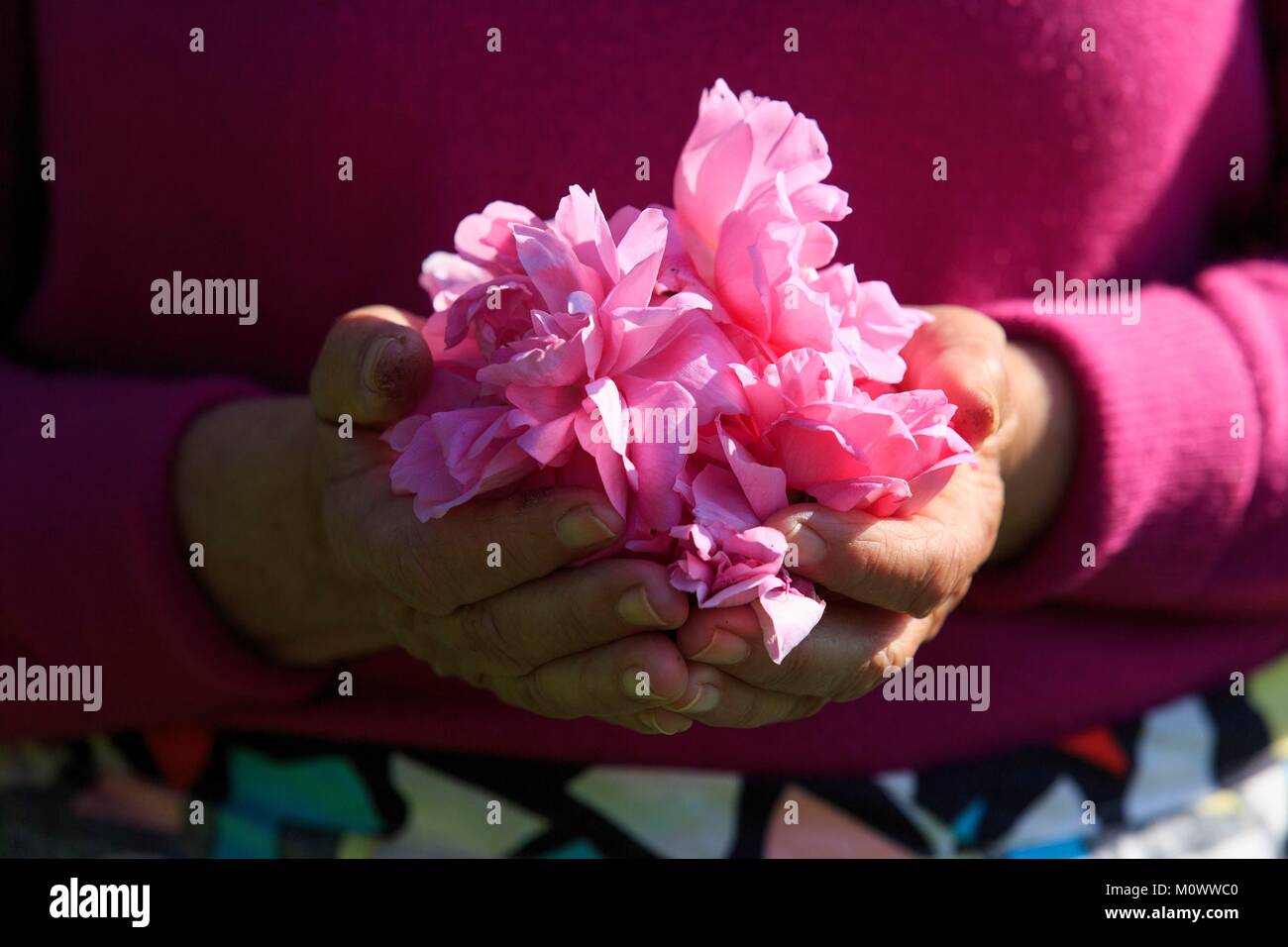 France,Alpes Maritimes,Grasse,Rosessences,picking of the May rose ...