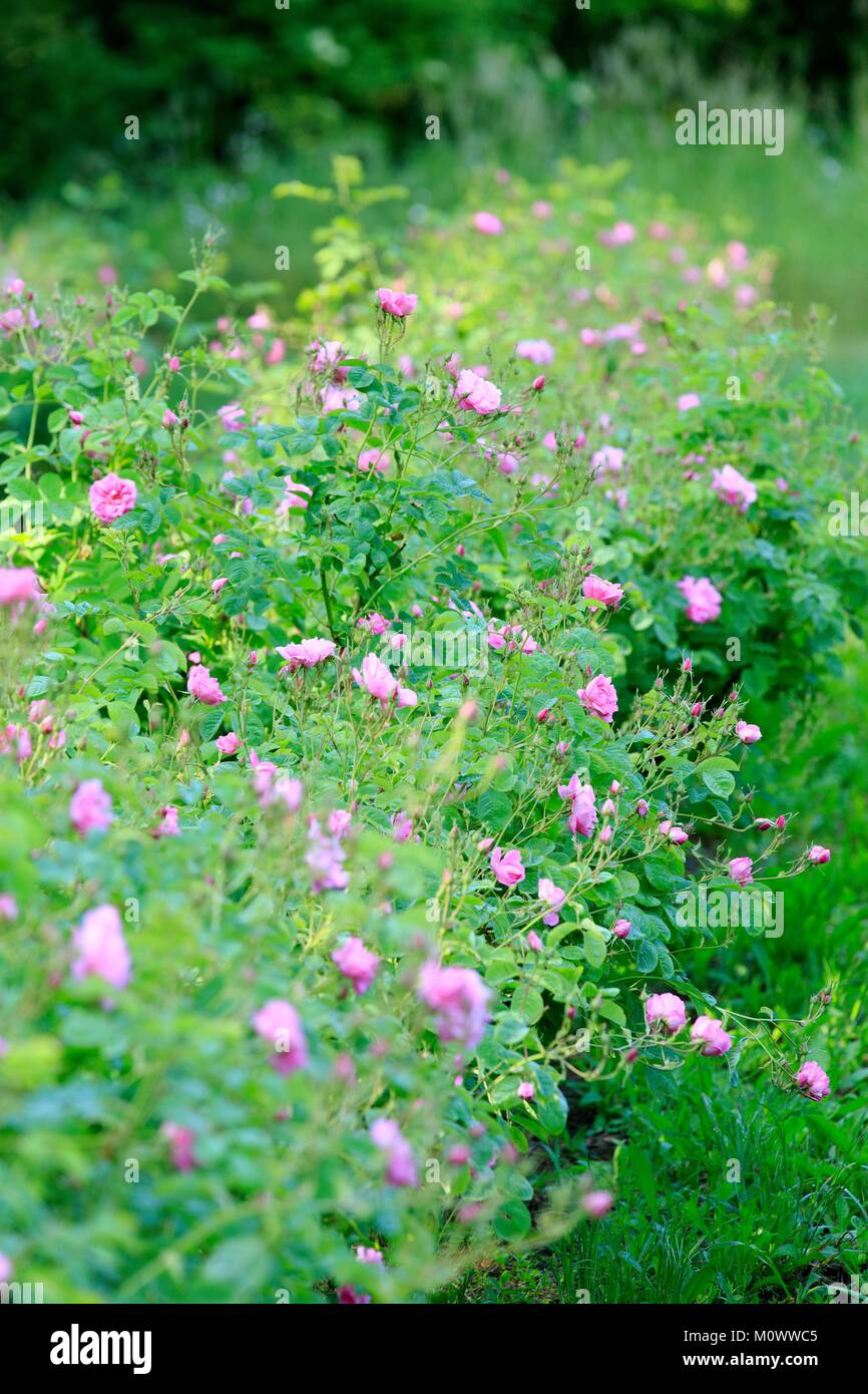 France,Alpes Maritimes,Grasse,Rosessences,May rose (centifolia Stock ...