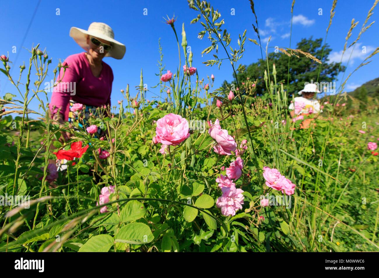 France,Alpes Maritimes,Grasse,Rosessences,picking of the May rose ...