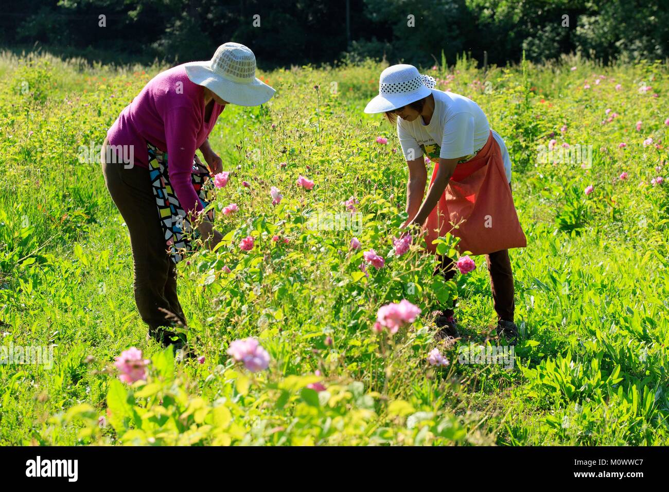 Grasse provence rose hi-res stock photography and images - Alamy