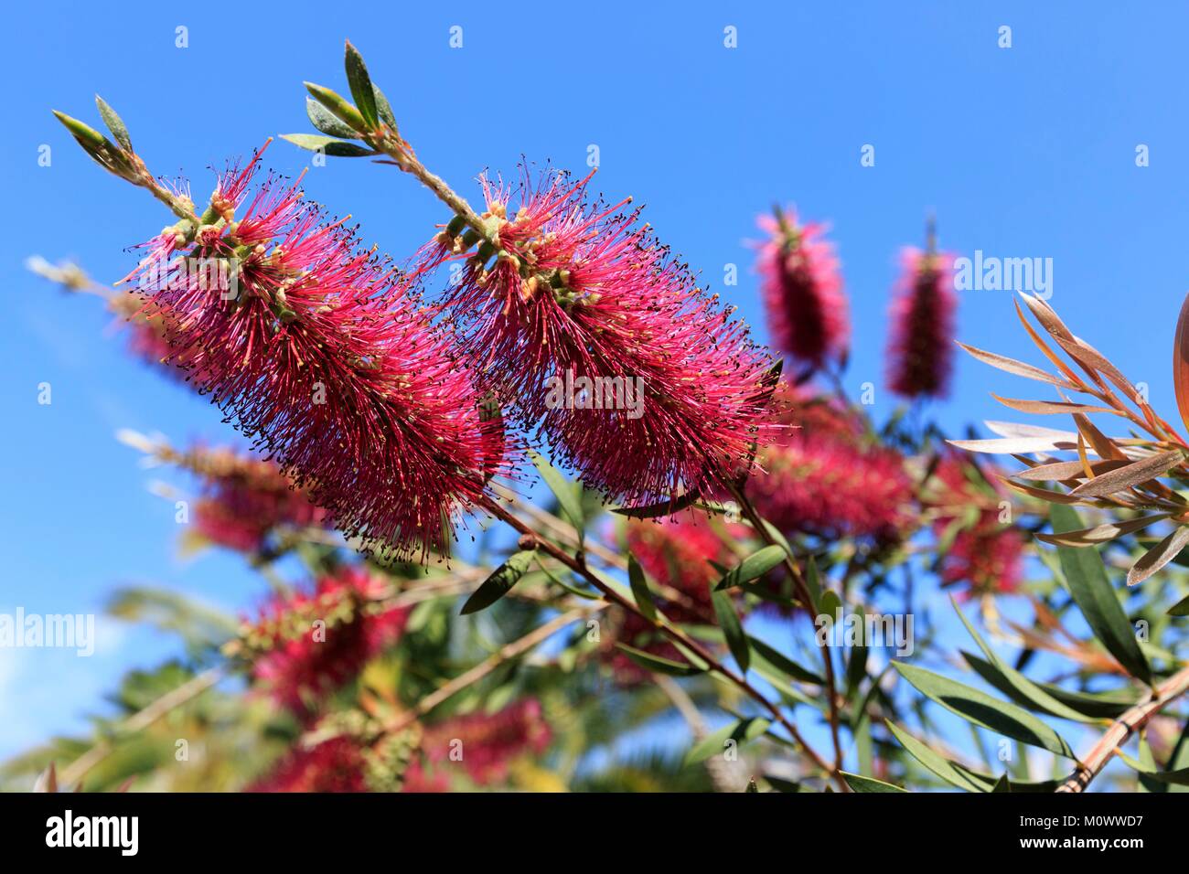 France,Alpes Maritimes,Antibes,Parc Exflora Stock Photo - Alamy