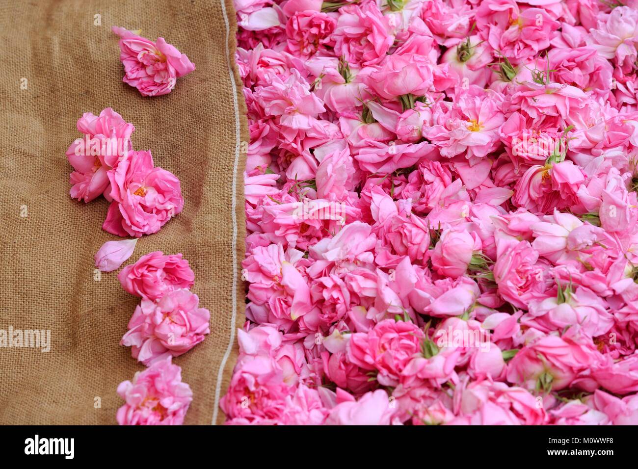 France,Alpes Maritimes,Grasse,feast of the rose Centifolia Stock Photo ...