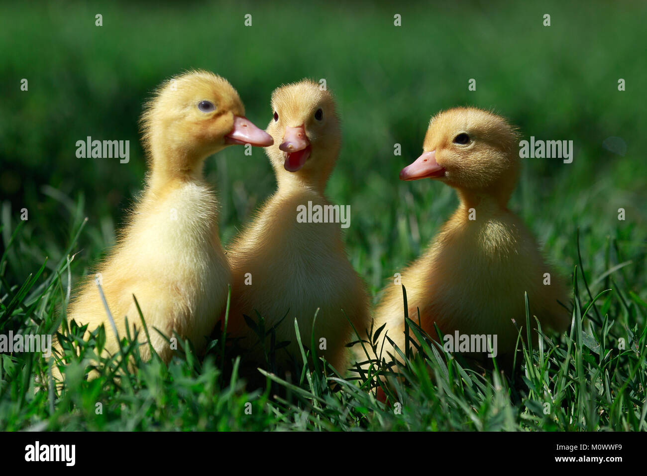 Duckling grass hi-res stock photography and images - Alamy