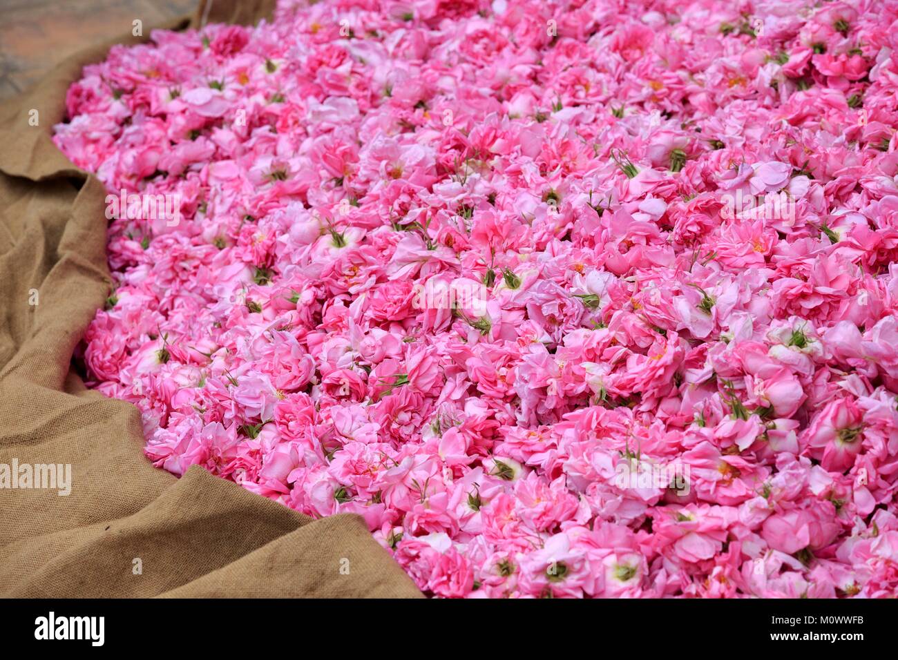 France,Alpes Maritimes,Grasse,feast of the rose Centifolia Stock Photo ...