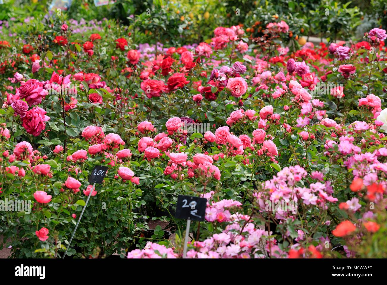 France,Alpes Maritimes,Grasse,feast of the rose Centifolia Stock Photo ...