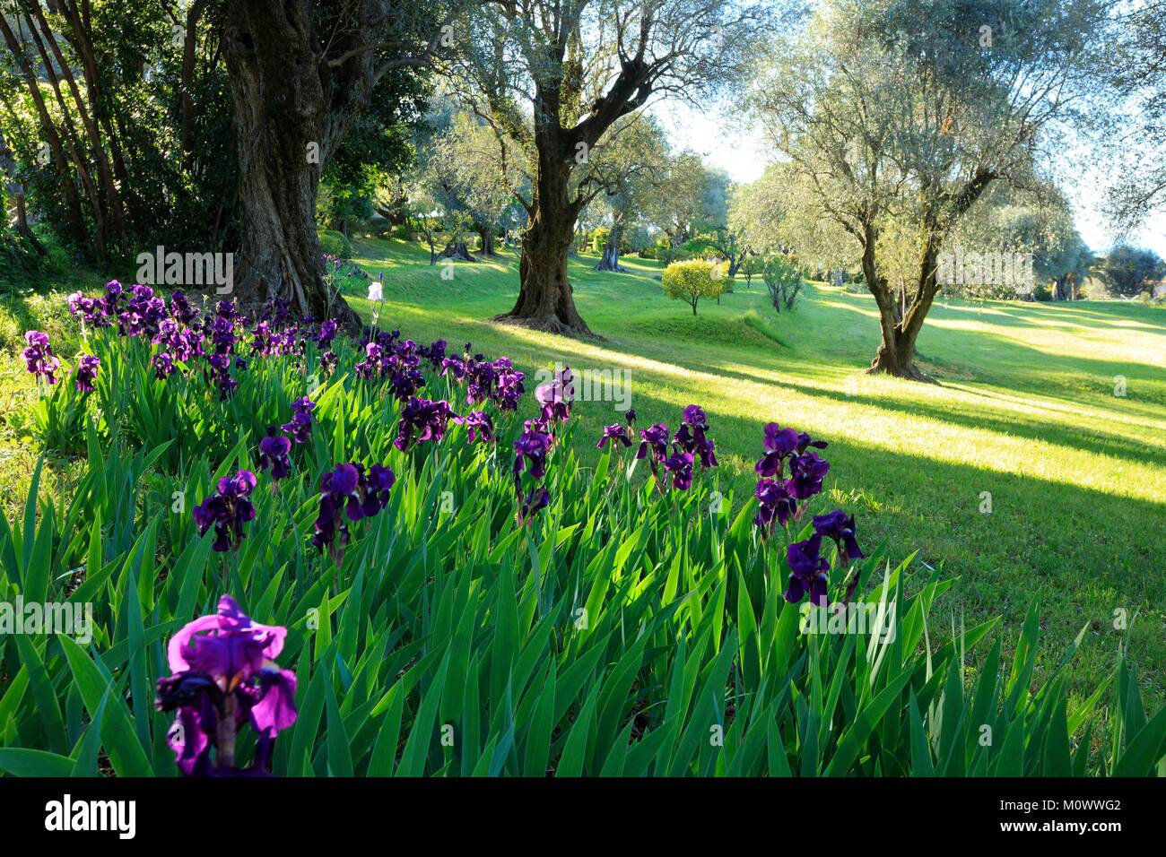Renoir museum france cagnes sur mer hi-res stock photography and images ...
