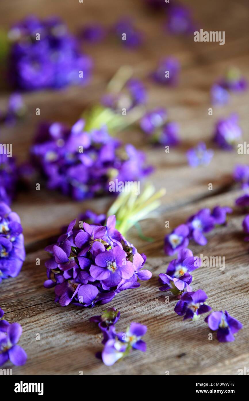 Bunch of violets hi-res stock photography and images - Alamy