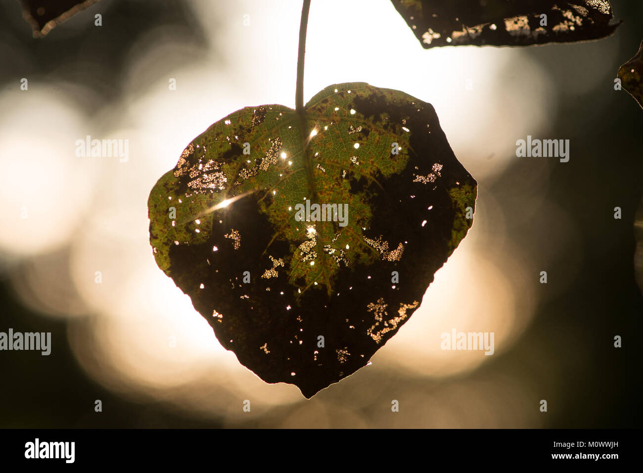 Nature sunlight healing hi-res stock photography and images - Alamy
