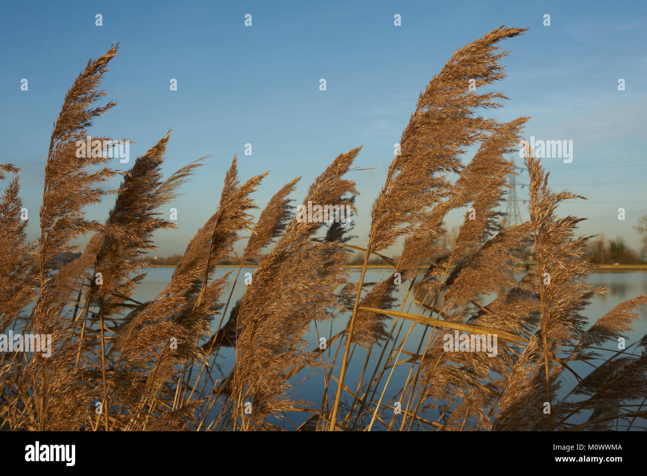 Water reed hi-res stock photography and images - Alamy