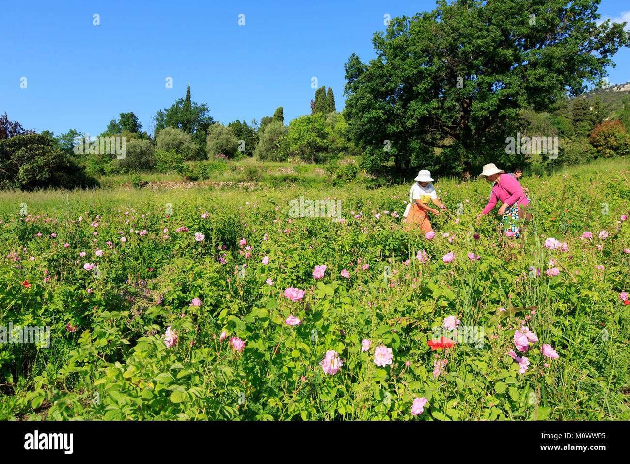 France,Alpes Maritimes,Grasse,Rosessences,picking of the May rose ...