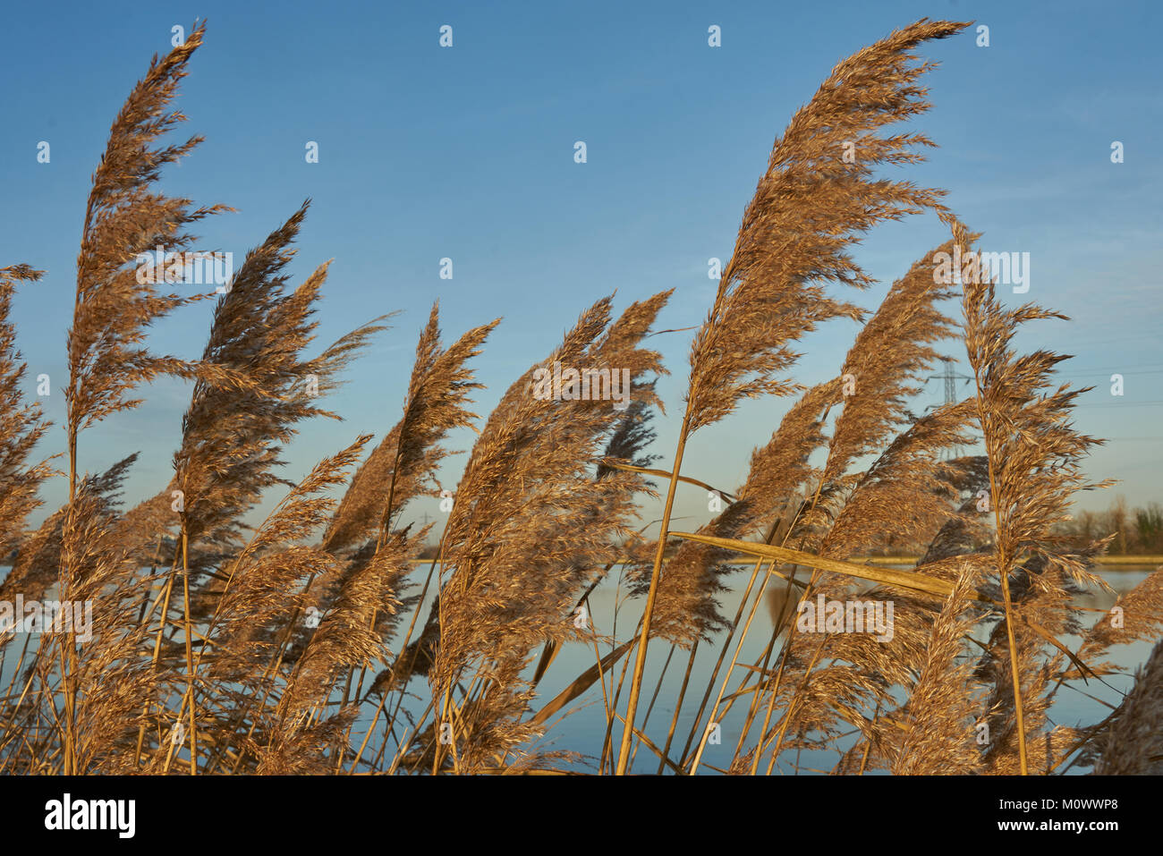 Phragmites australis water reed Stock Photo - Alamy