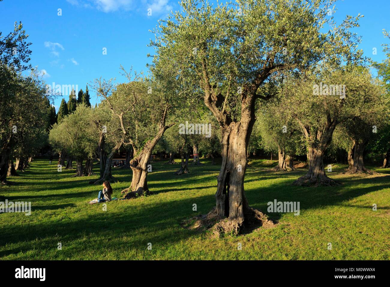 France,Alpes Maritimes,Nice,district of the Hill of Cimiez,olive grove ...